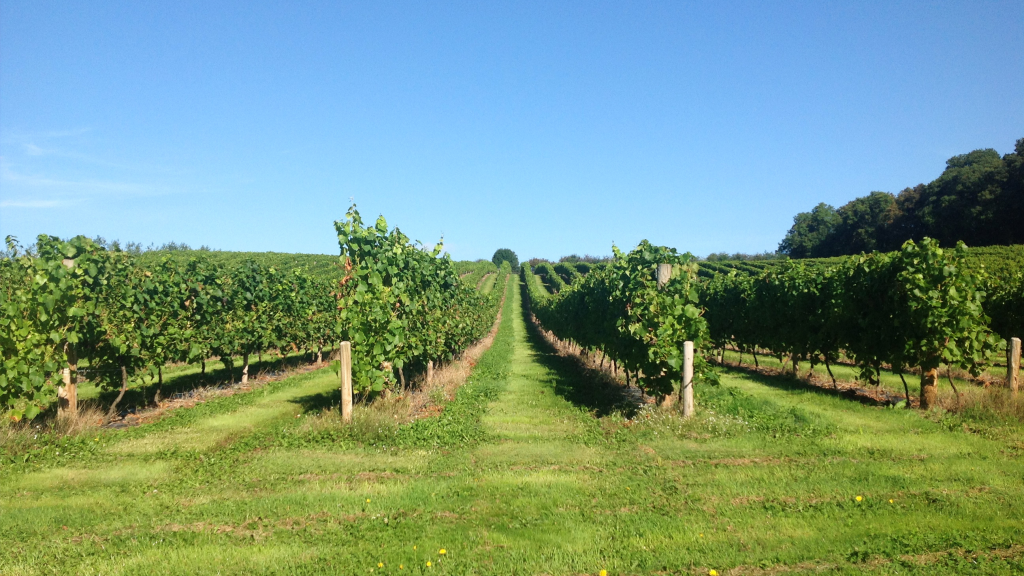 Our top award winning vineyards - Visit Ross On Wye