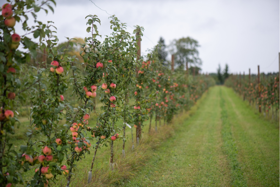 Exploring hidden gems of the Wye Valley - Visit Ross On Wye